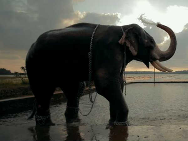 gajam new musical album song out - Malayalam Filmibeat