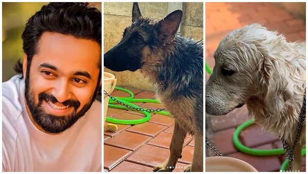 Unni Mukundan shares pet dogs video - Malayalam Filmibeat